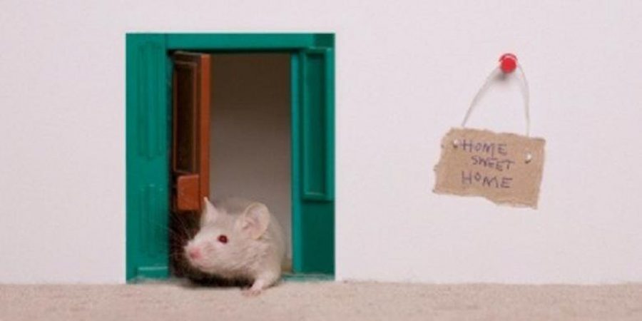Berbagai Cara Tikus Masuk Rumah: AC hingga Ventilasi - Haluan Lifestyle