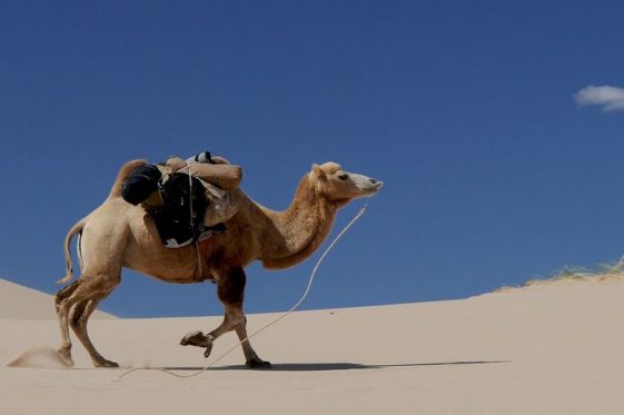 Menguak Fungsi Punuk Unta yang Sebenarnya, Bukan untuk Simpan Air ...