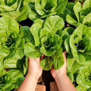 Panduan Tanam Sayuran di Lahan Kecil - Haluan Lifestyle