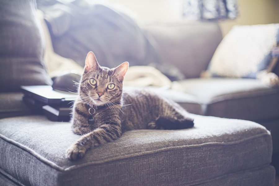 Penyebab dan Tips Cegah Kucing Mencakar Sofa - Haluan Lifestyle