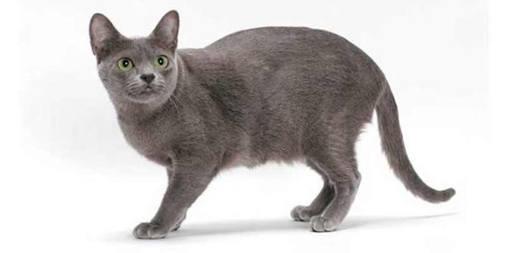 Belum Banyak yang Tahu, 10 Fakta Menarik Kucing Korat - Haluan Lifestyle