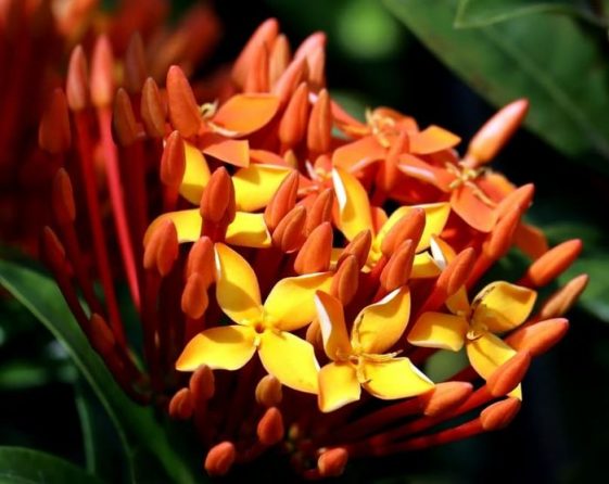 Tak Hanya Percantik Halaman Rumah, 5 Manfaat Bunga Asoka - Haluan Lifestyle