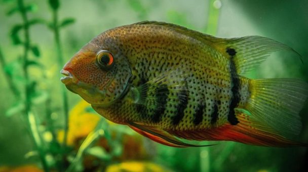 Fakta-Fakta Tak Terduga Ikan Red Devil di Balik Penampilannya yang ...