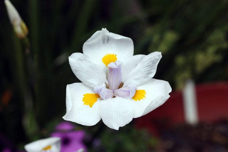 Ragam Makna Bunga Iris Berdasarkan Warnanya - Haluan Lifestyle