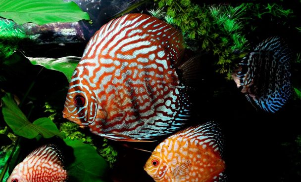 Mengenal Ikan Discus, Ikan Hias Cantik yang Dapat Berubah Warna ...