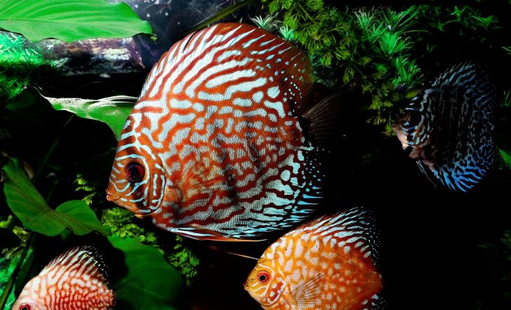 Mengenal Ikan Discus, Ikan Hias Cantik yang Dapat Berubah Warna ...