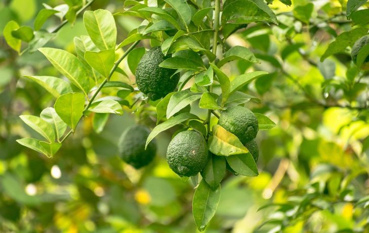 Panduan Menanam Lemon dari Biji agar Tumbuh Subur - Haluan Lifestyle