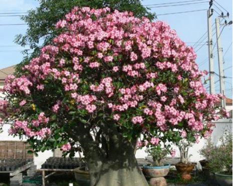 Rekomendasi 5 Jenis Adenium Cantik dan Istimewa - Haluan Lifestyle