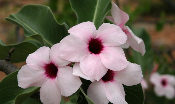 Rekomendasi 5 Jenis Adenium Cantik dan Istimewa - Haluan Lifestyle