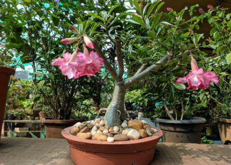 Rekomendasi 5 Jenis Adenium Cantik dan Istimewa - Haluan Lifestyle