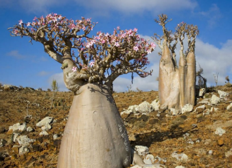 Rekomendasi 5 Jenis Adenium Cantik dan Istimewa - Haluan Lifestyle