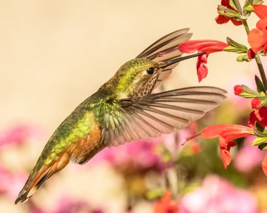 Fakta-fakta Menakjubkan tentang Burung Kolibri - Haluan Lifestyle