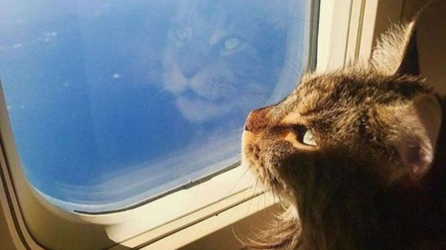 Ini Cara Praktis Membawa Anabul Naik Pesawat Saat Traveling - Haluan ...