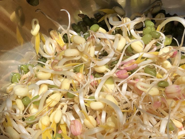 Panduan Tanam Tauge, Cukup Mudah! - Haluan Lifestyle