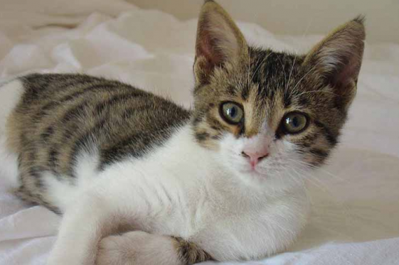 Macam-macam Makna Bahasa Tubuh Kucing - Haluan Lifestyle