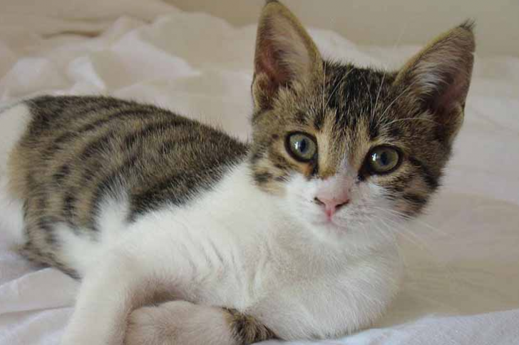 Macam-macam Makna Bahasa Tubuh Kucing - Haluan Lifestyle