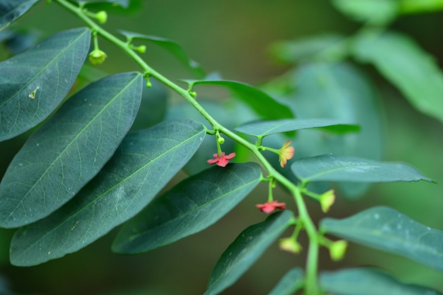 Manfaat Kesehatan dari Daun Katuk - Haluan Lifestyle