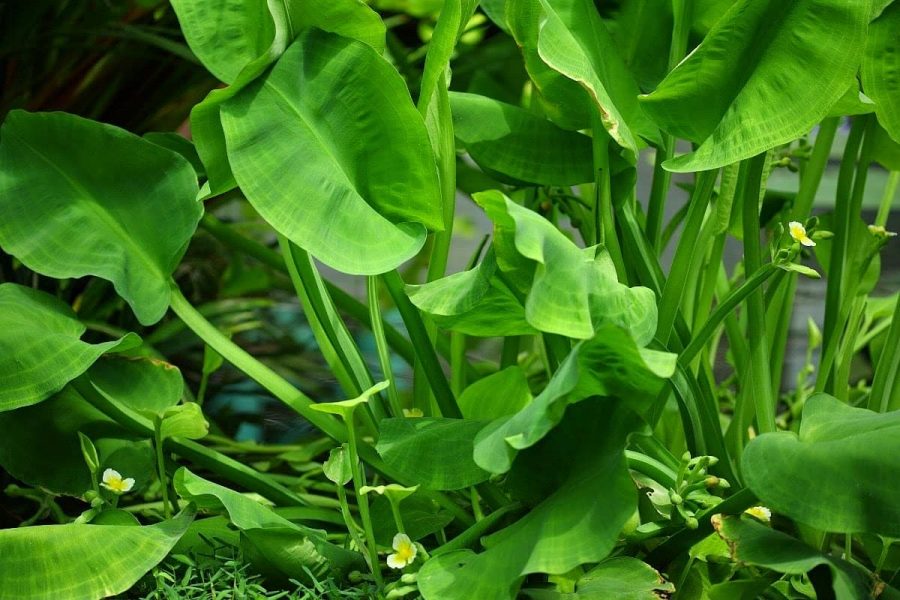 4 Manfaat Tak Terduga dari Genjer - Haluan Lifestyle