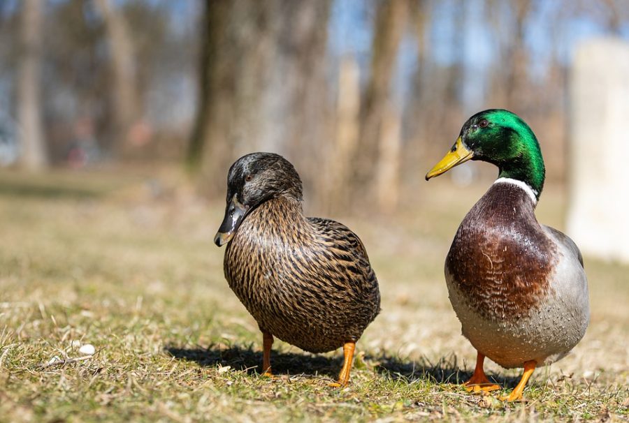 Fakta tentang Bebek yang Belum Banyak Diketahui - Haluan Lifestyle