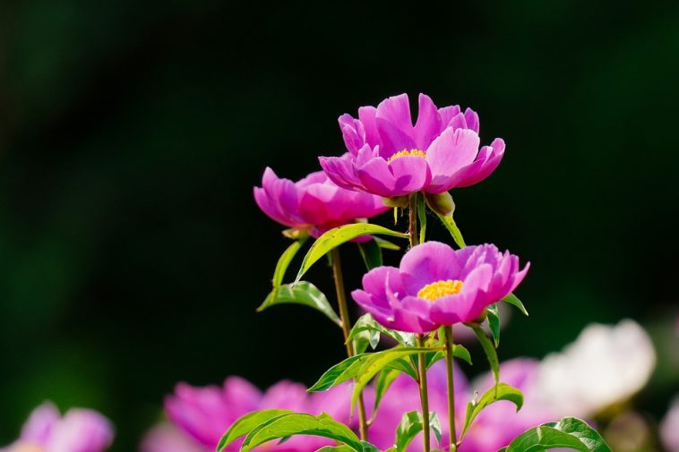 Tips Menanam Peony agar Cepat Tumbuh - Haluan Lifestyle