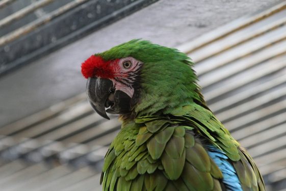 Fakta-fakta Menarik tentang Burung Nuri - Haluan Lifestyle