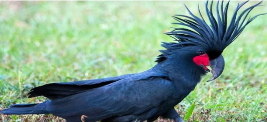 Kakatua Raja, Burung Hitam Berpipi Merah - Haluan Lifestyle