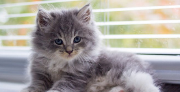 Inilah Jenis Kucing yang Paling Banyak Dipelihara di Indonesia - Haluan ...