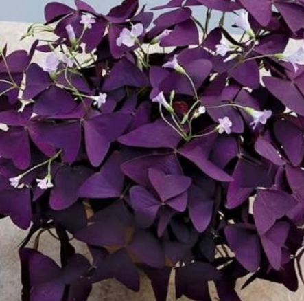 5 Tanaman Hias Berdaun Ungu Buat Rumah Makin Cantik - Haluan Lifestyle