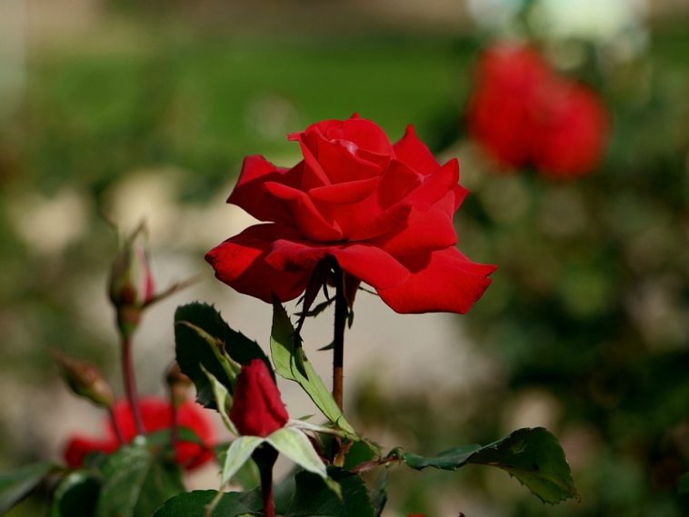 6 Filosofi Bunga Mawar Bisa Dijadikan Panutan - Haluan Lifestyle