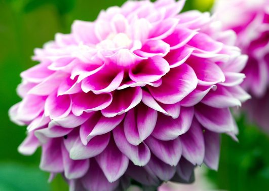 Panduan Menanam Bunga Dahlia agar Mekar Indah - Haluan Lifestyle