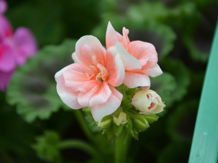 Cara Tanam dan Merawat Bunga Geranium - Haluan Lifestyle