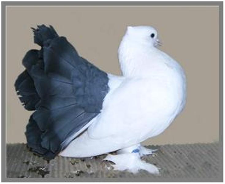 7 Jenis Burung Merpati Tercantik di Dunia - Haluan Lifestyle
