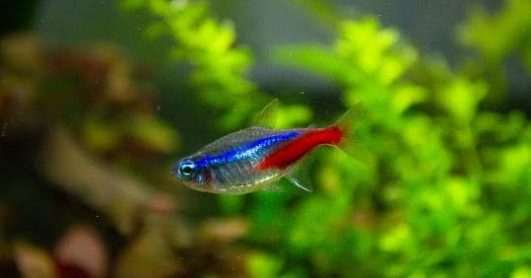 Ikan Neon Tetra, Habitat hingga Cirinya - Haluan Lifestyle