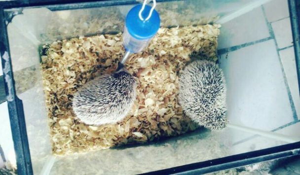 Tips Merawat Kandang Landak Mini agar Selalu Higienis - Haluan Lifestyle