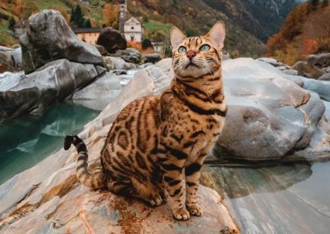 7 Jenis Kucing Terpopuler Asal Amerika Serikat - Haluan Lifestyle