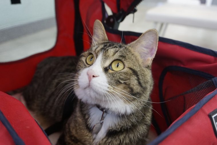 Tips Aman Membawa Kucing Peliharaan Naik Kereta Api - Haluan Lifestyle
