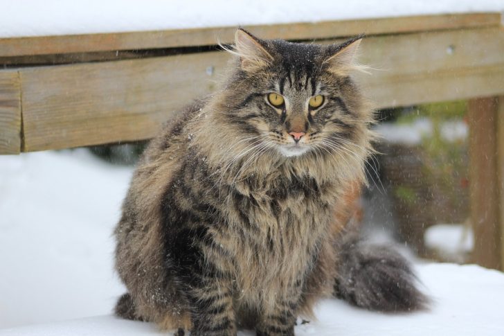 Fakta-fakta Menarik Kucing Norwegian Forest - Haluan Lifestyle