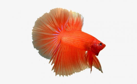 Alasan Mengapa Ikan Cupang Super Red Lebih Mahal dari Cupang Lain ...