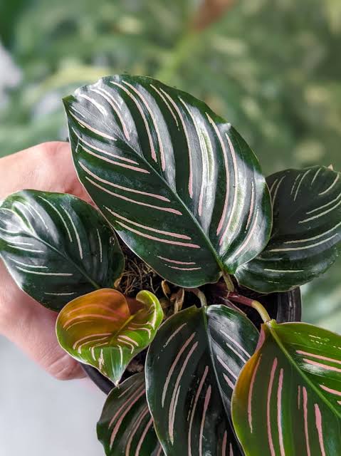 Cara Tanam Calathea yang Tepat - Haluan Lifestyle