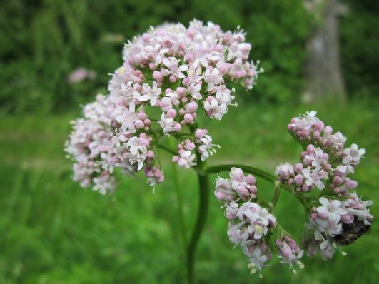 Valerian, Tanaman yang Diolah Jadi Parfum hingga Obat - Haluan Lifestyle