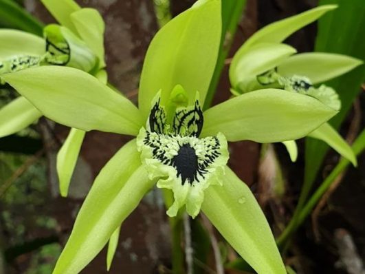 Bunga Anggrek Hitam, Maskot Kalimantan Tengah - Haluan Lifestyle