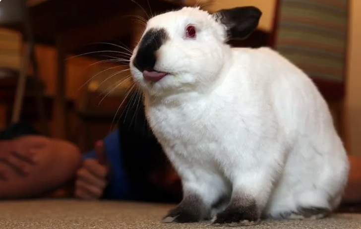 Mengenal Kelinci Himalaya, Salah Satu Ras Kelinci Tertua di Dunia ...