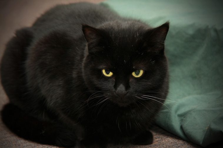 Fakta-fakta Menarik Kucing Bombay - Haluan Lifestyle