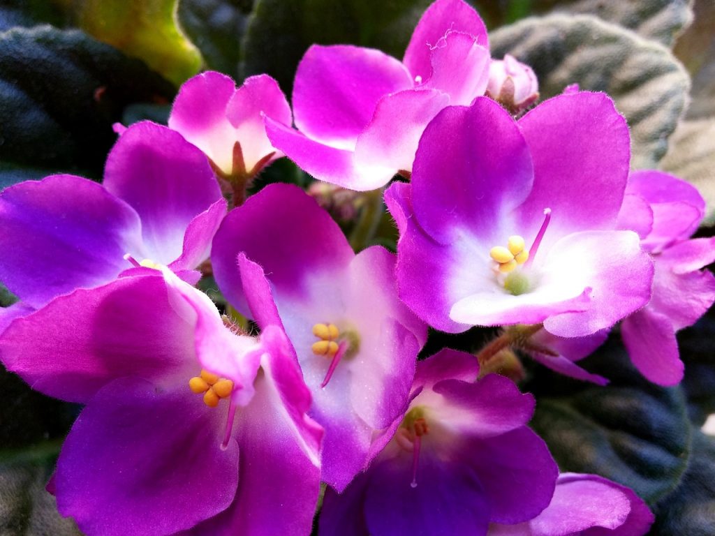 African Violet, Tanaman Indah Mempesona - Haluan Lifestyle