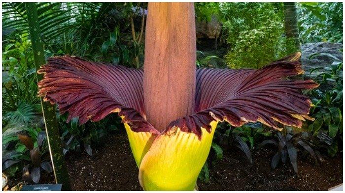 Sering Disamakan, 5 Perbedaan Bunga Bangkai dan Rafflesia - Haluan ...