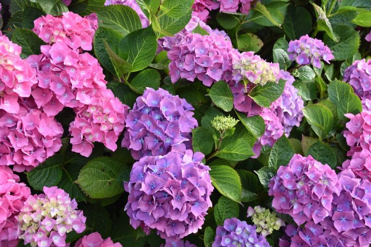 Berbagai Manfaat Si Cantik Bunga Hydrangea - Haluan Lifestyle