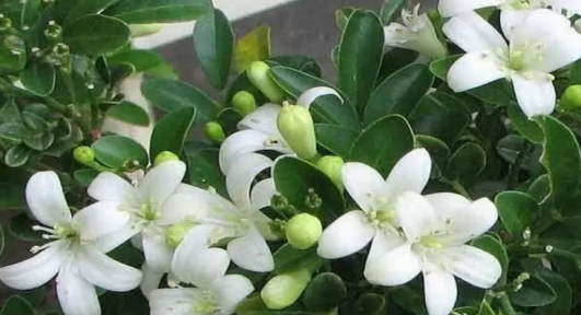 Cerita Rakyat di Balik Keindahan Bunga Kemuning - Haluan Lifestyle