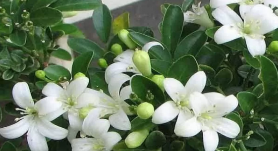 Cerita Rakyat di Balik Keindahan Bunga Kemuning - Haluan Lifestyle