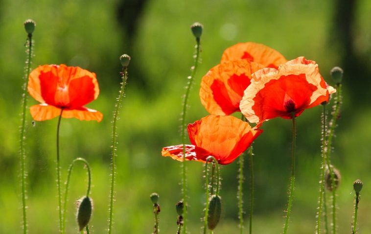 Cara Tepat Budidaya Bunga Poppy - Haluan Lifestyle