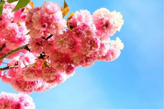 5 Manfaat Si Cantik Bunga Sakura - Haluan Lifestyle